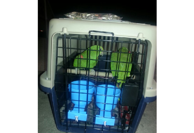 Bird shipping | Panama Pet Relocation