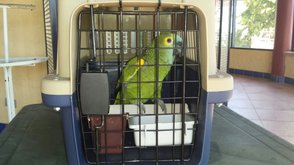Bird to USA | Panama Pet Relocation
