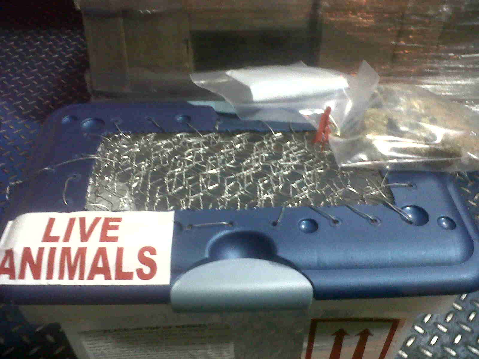 Hamster to USA | Panama Pet Relocation